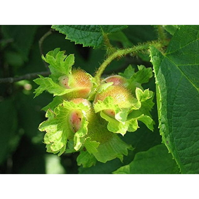 5 AMERICAN HAZELNUT TREE aka Filbert Corylus Americana Fruit Nut Seeds ...