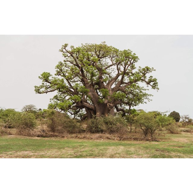 5 African BAOBAB TREE Adansonia Digitata Monkey Bread Judas Fruit Seeds ...