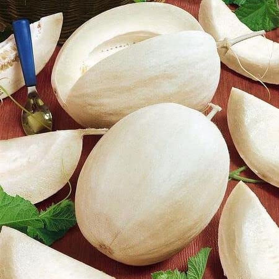 CZ Grain 5 Albino White Melon Plant Seeds, Rare - Walmart.com