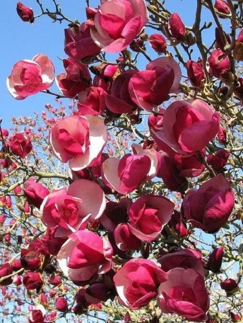 5 Alexandra Magnolia Seeds - Walmart.com