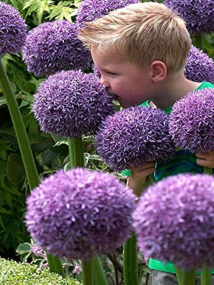 5 Allium Gladiator Bulbs - Ready to Plant - Blooming Onion - Live ...