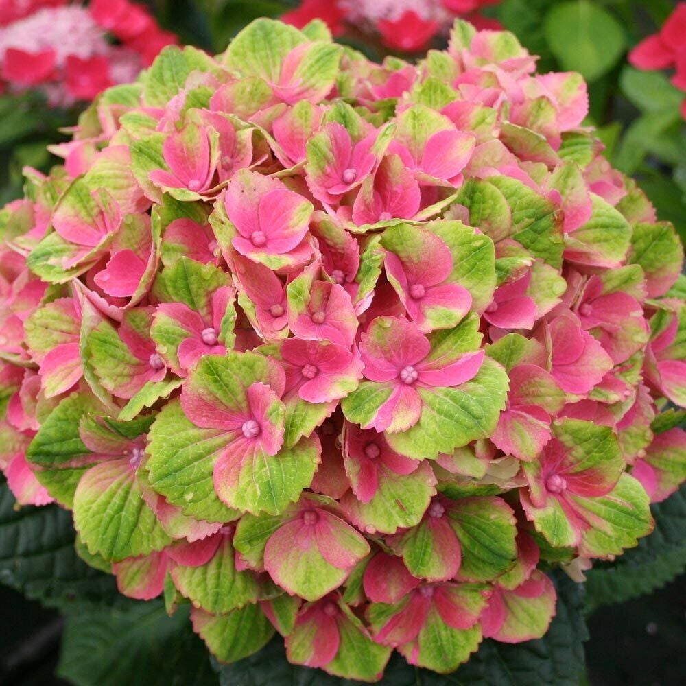 5 Amethyst Hydrangea Seeds Perennial Hardy Garden Shrub Bloom Flower ...