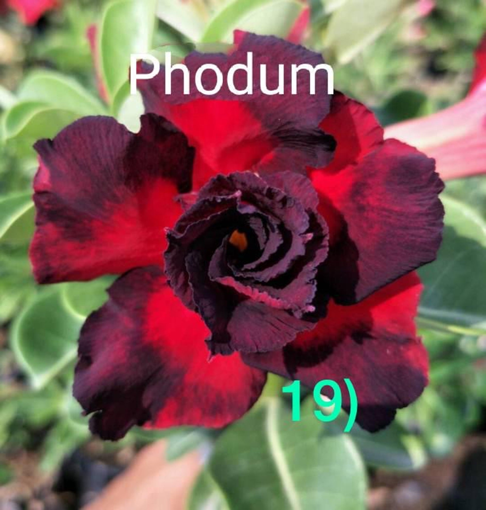 8 Phodum Desert Rose Seeds - Walmart.com