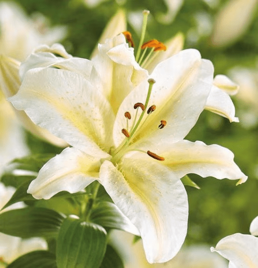 5 Bafferari Oriental Lily Bulbs - Walmart.com