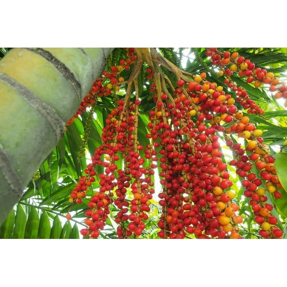 5 Bamboo Palm Tree Seeds - Does Well Indoors - Walmart.com