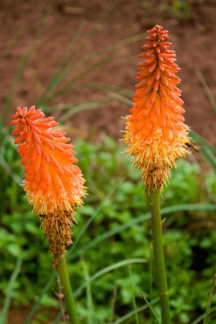 5 Bareroot Red Hot Poker/ torch lily/ poker plant/ kniphofia ...