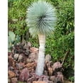 5 Beaked Yucca Tree Seeds for Planting - Yucca rostrata (5 Seeds per ...
