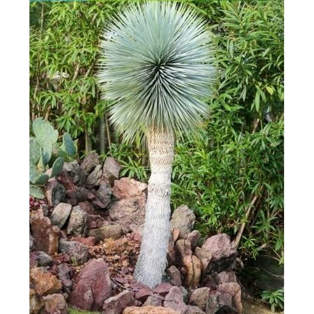 5 Beaked Yucca Tree Seeds for Planting - Yucca rostrata (5 Seeds per ...