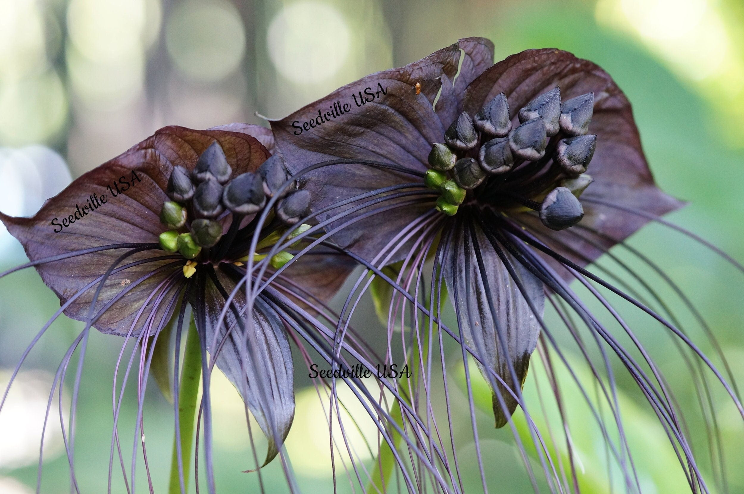 5 Tacca Chantrieri Seeds - Black BAT FLOWER/ Devil Flower/ Cat's ...