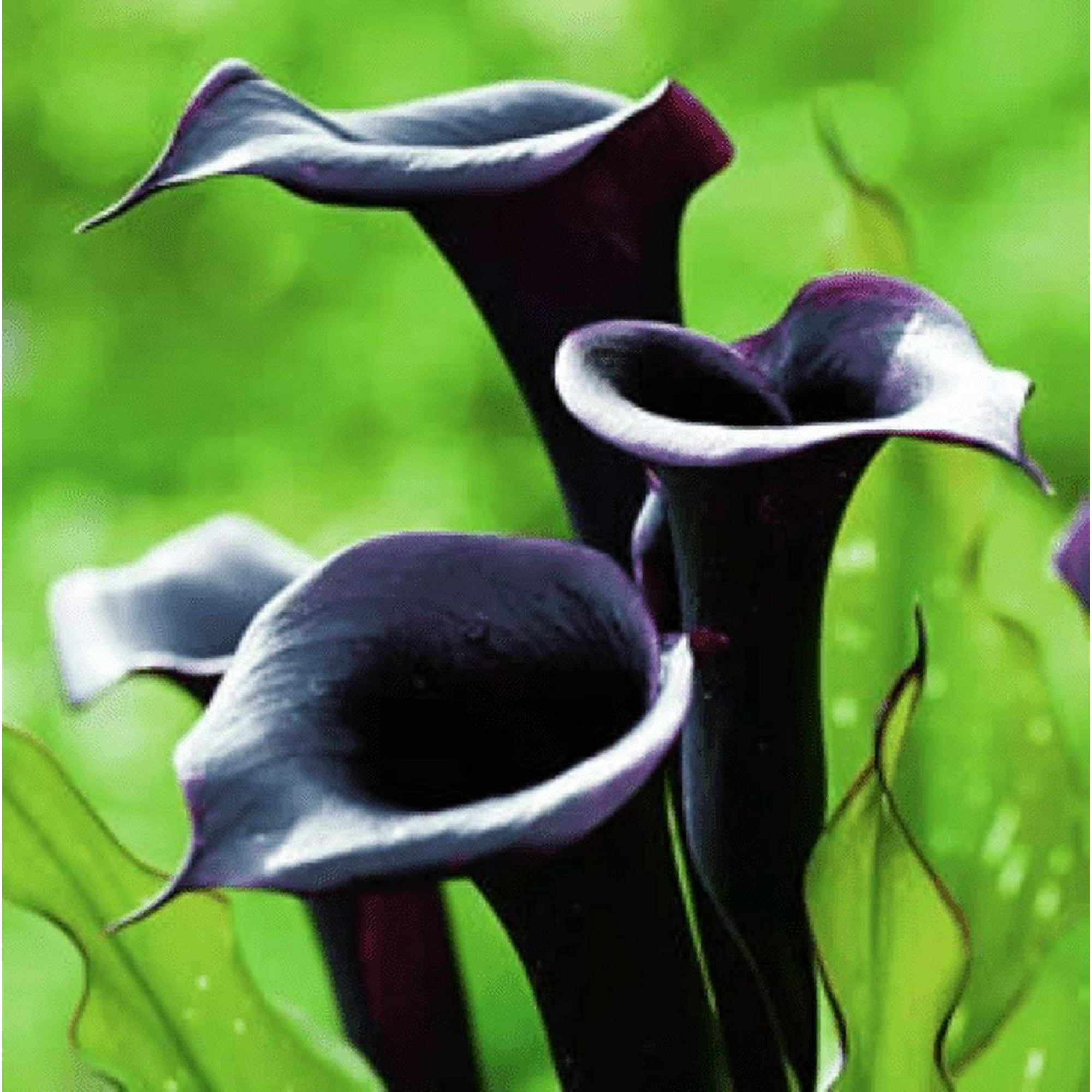 Black Calla Lilies