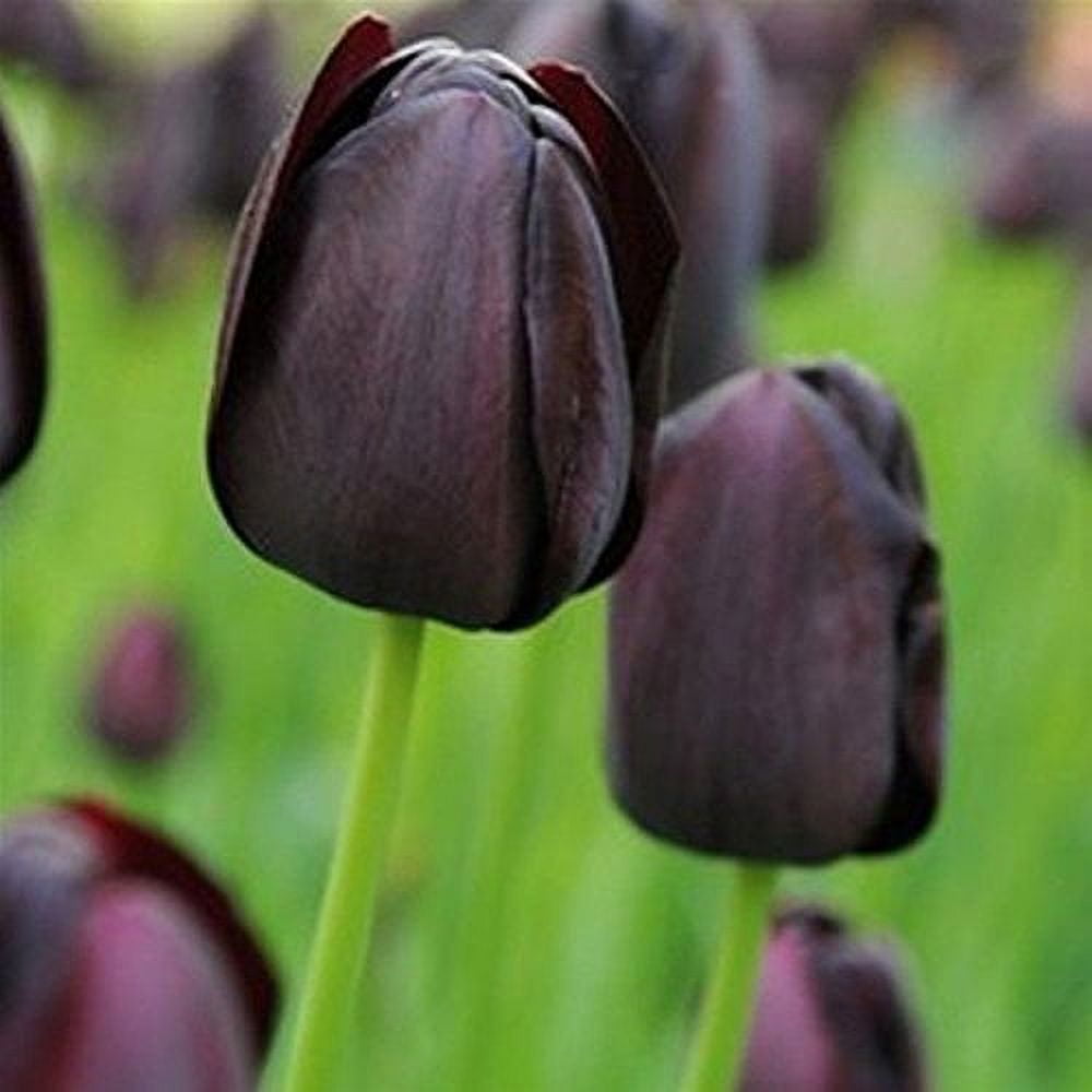 CZ Grain Black Tulip Bulbs, Queen of Night, Pack of 5, Size 12 cm and ...