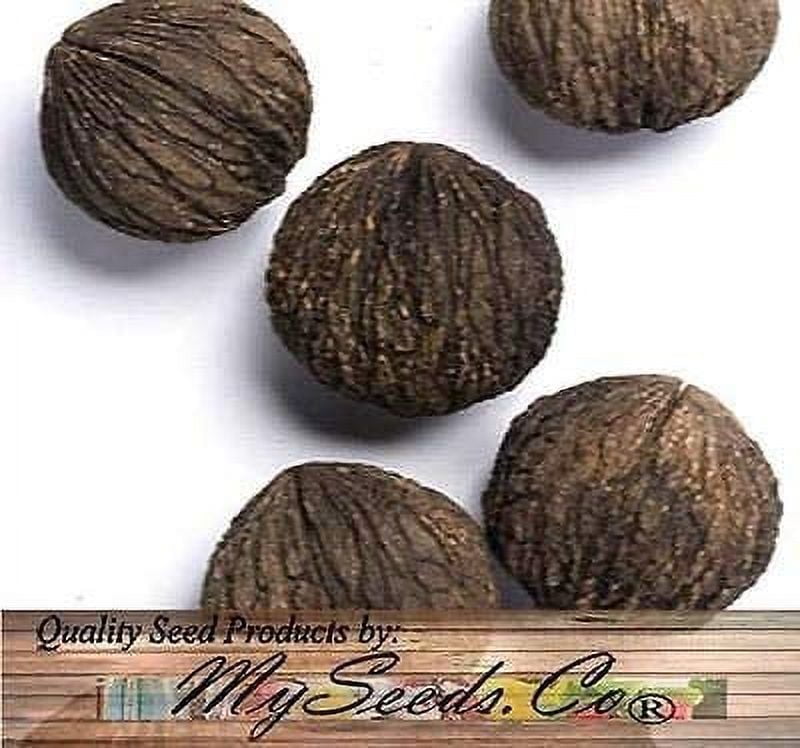 (5) Black Walnut Tree Seeds , Juglans Nigra - Northern - HARDY ZONE 5 ...