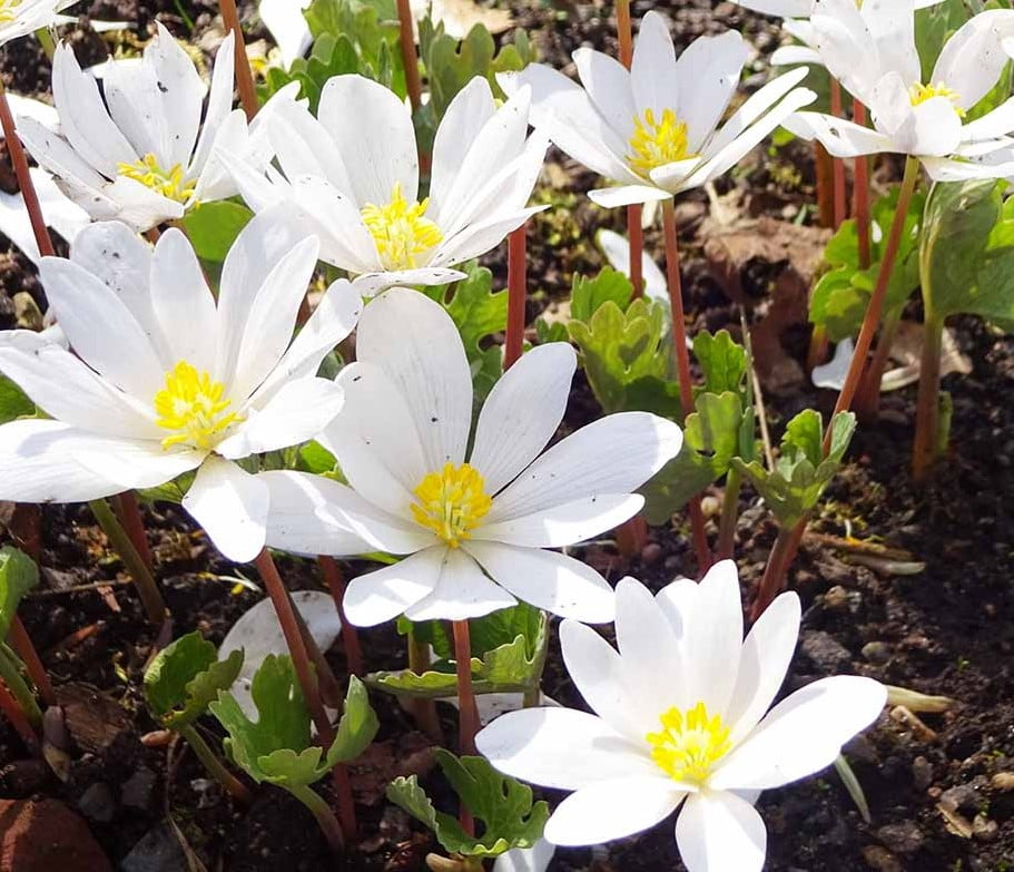 5 Bloodroot Roots Flowering Perennial (Sanguinaria Canadensis ...