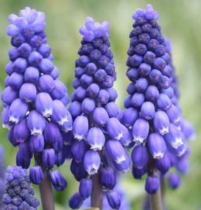 Seeds Bulbs Plants & More, Blue Grape Hyacinth Blooming Bulbs, Cut ...