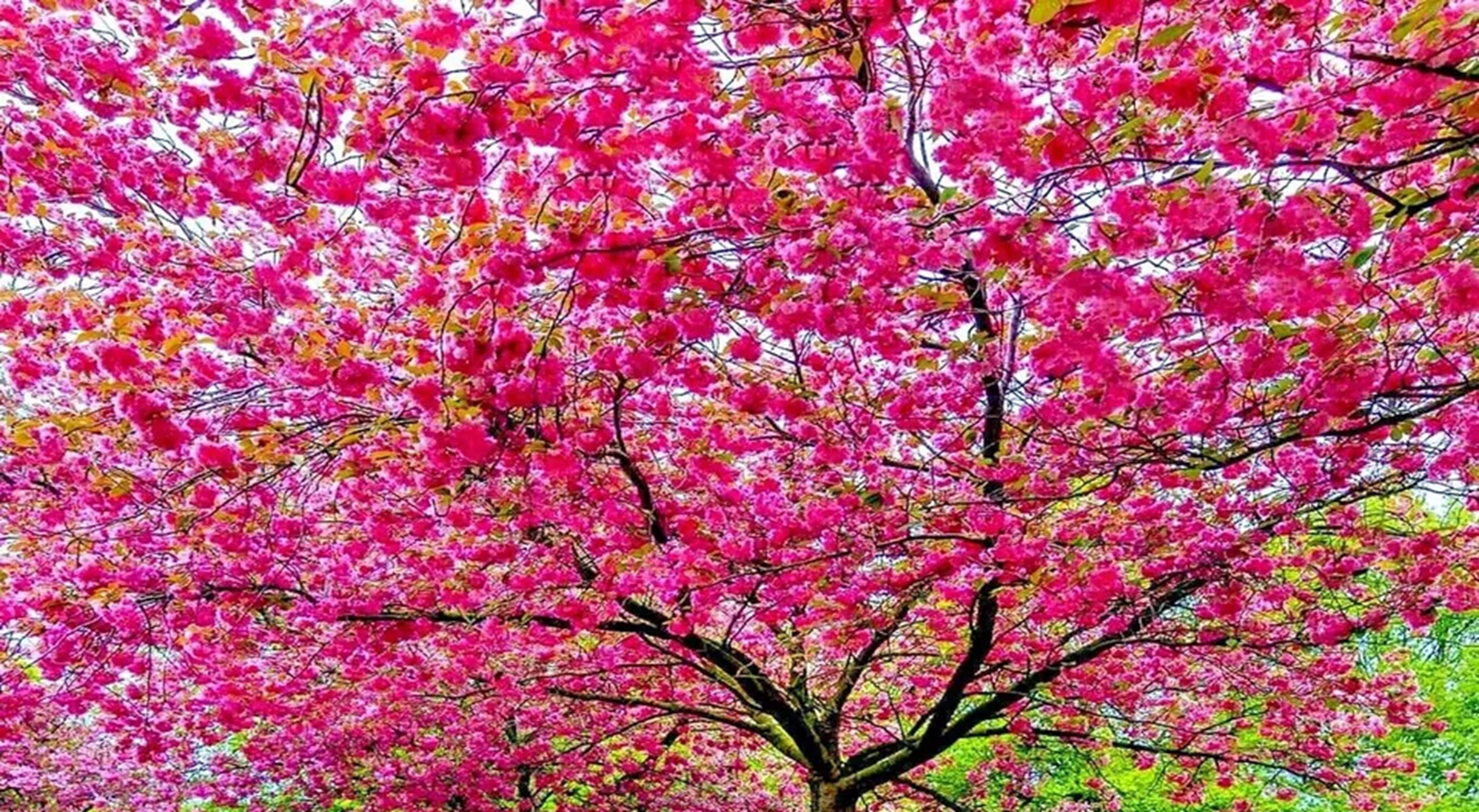 Toadstool Seeds 5 Dark Pink Flowering Cherry Tree Seeds, Fragrant ...