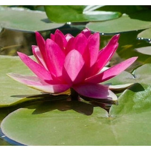 5 Bright Pink Water Lily Seeds Nymphaea spp Flowering Blooms Hardy ...