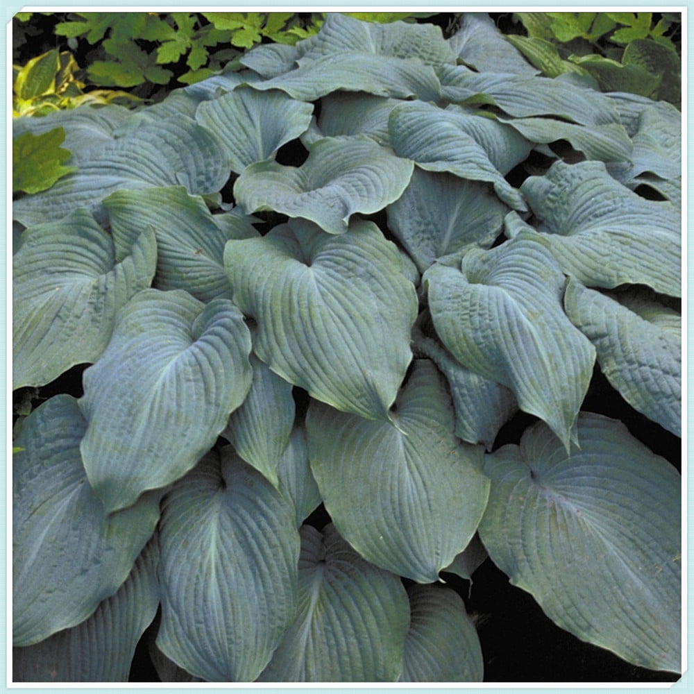 5 Bulbs Hosta Plants Hosta Rhizome Hosta Plants For Sale Perennial Long ...