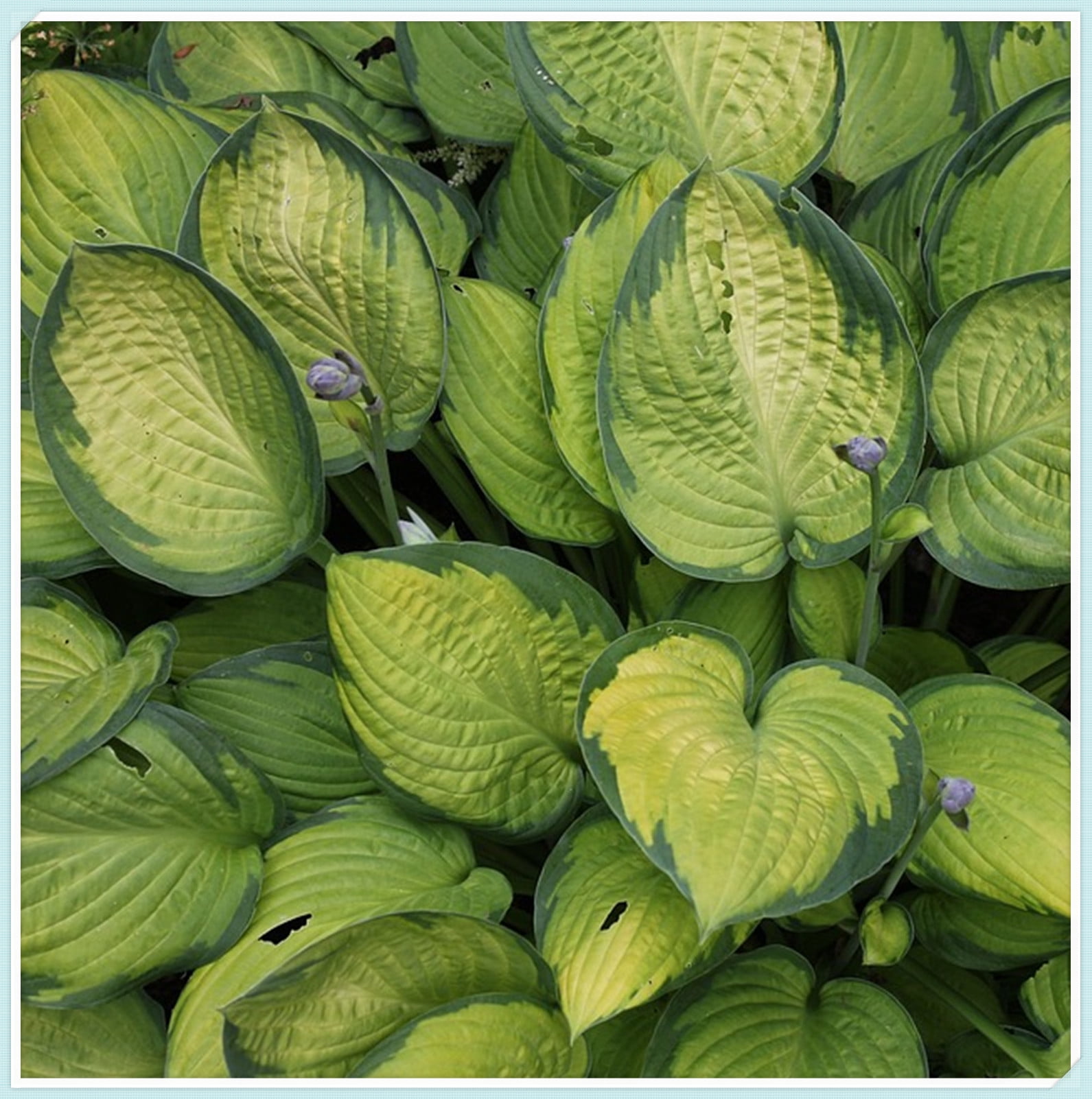 5 Bulbs Hosta Plants Perennial Hosta Rhizome Hosta Plants For Sale Long ...