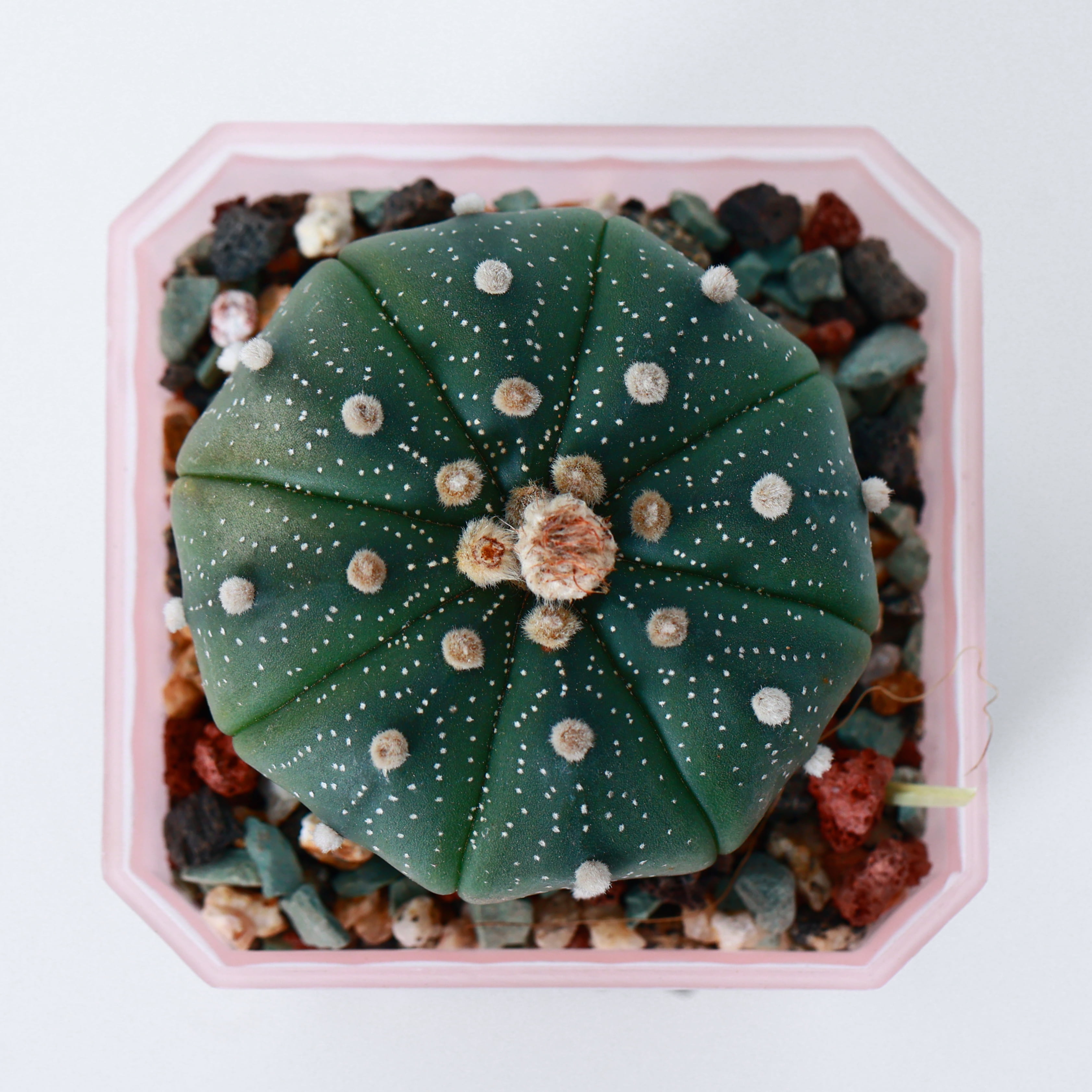 5 CM Astrophytum Rare Garden Cactus Live Succulent Plants, Rare ...