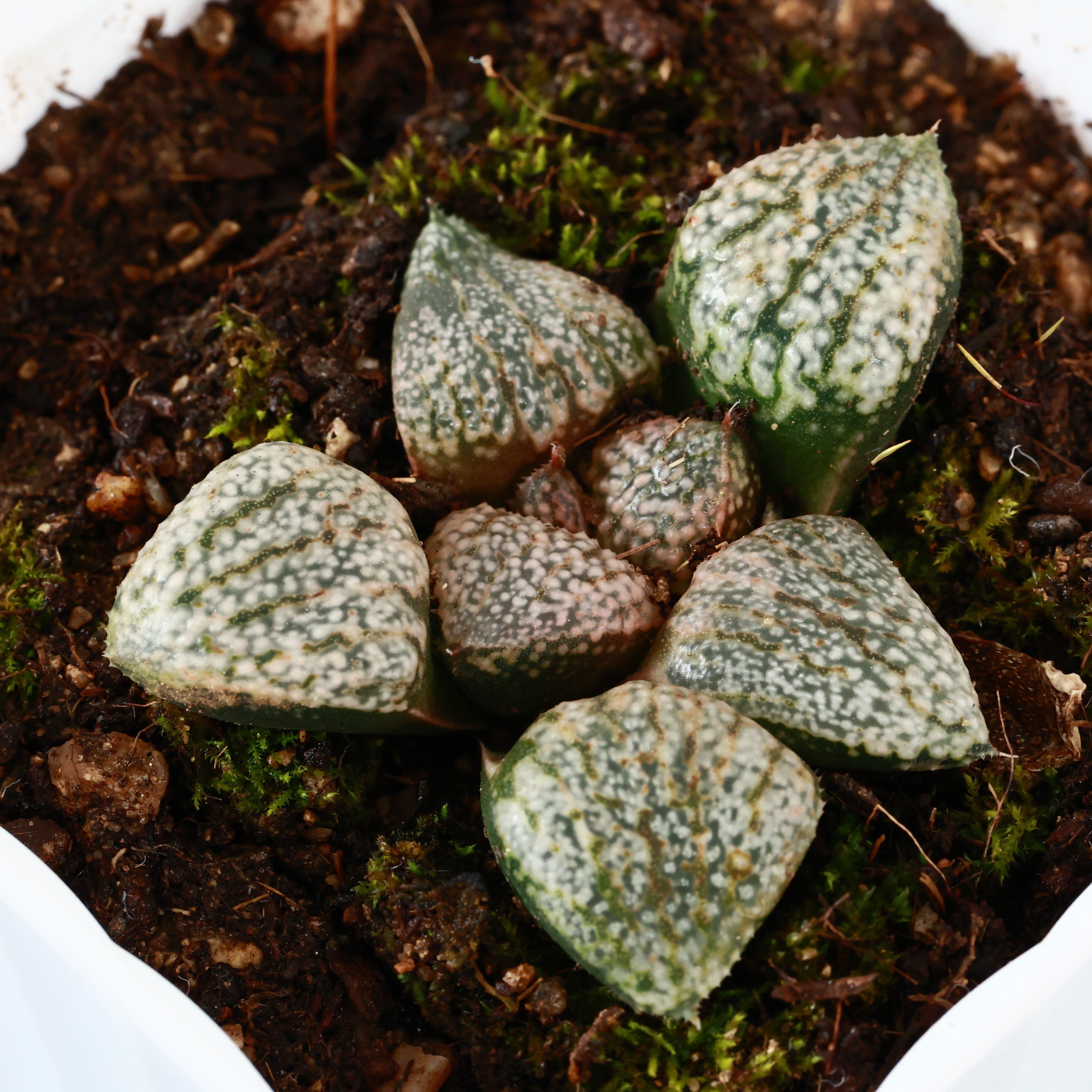 5 CM Haworthia Pygmaea Cactus Live Succulent Plants, Rare & Beautiful ...