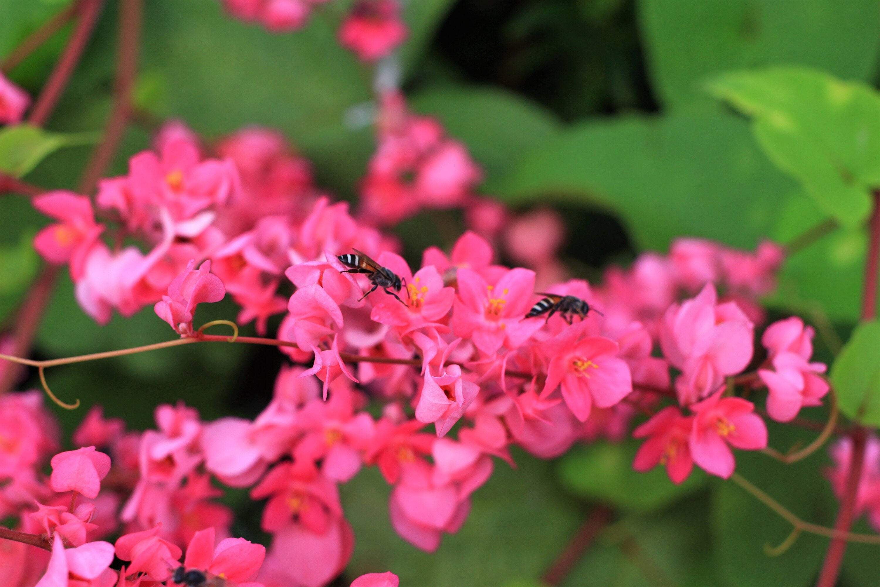 5 Bright Pink Coral Vine Seeds - Mexican Creeper / Bee Bush / Climbing ...
