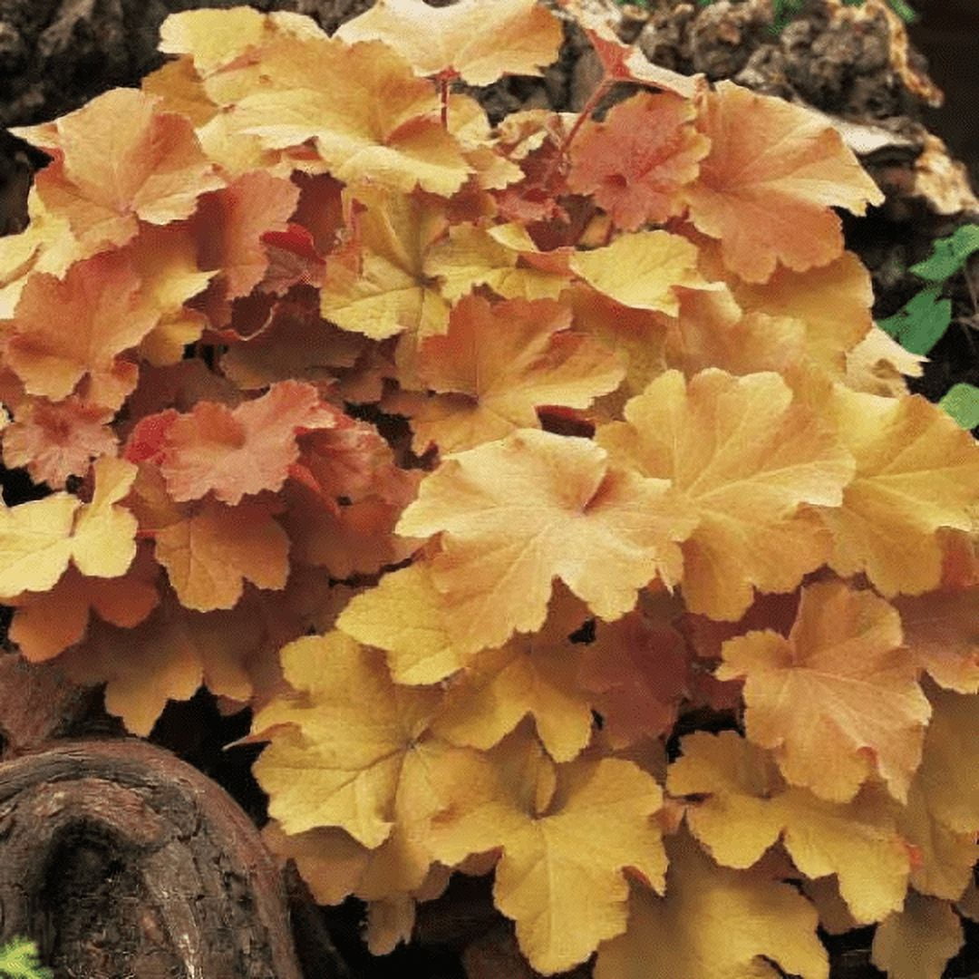 5 Caramel Heuchera/ Coral Bells in 4 Inch Pot - Walmart.com