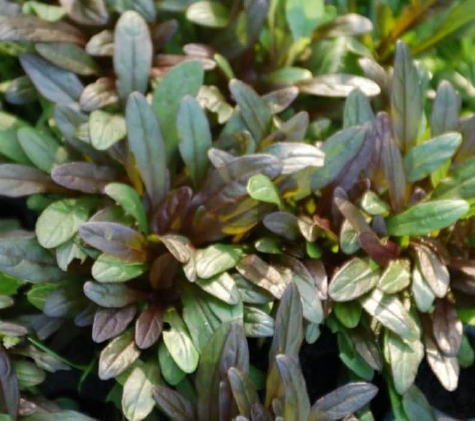 5 Chocolate Chip Ajuga in 4 Inch Pots - Walmart.com