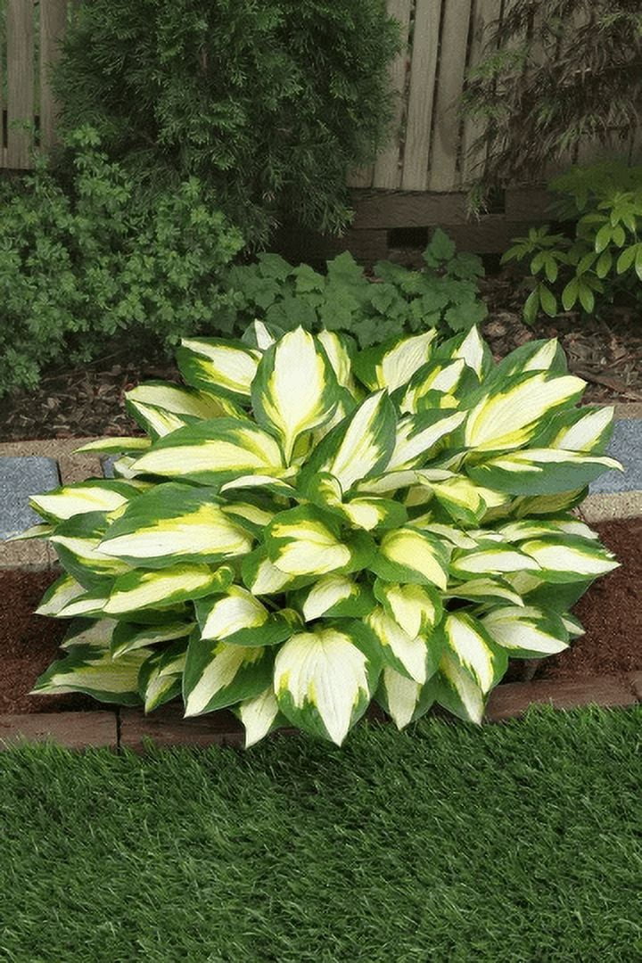 5 Color Festival Hosta Bareroot Plants - Walmart.com