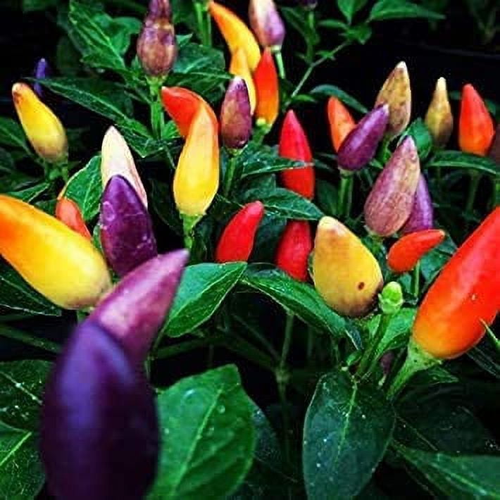 5 Color Pepper Plant Seeds for Planting | 50+ Seeds | Exotic Garden ...