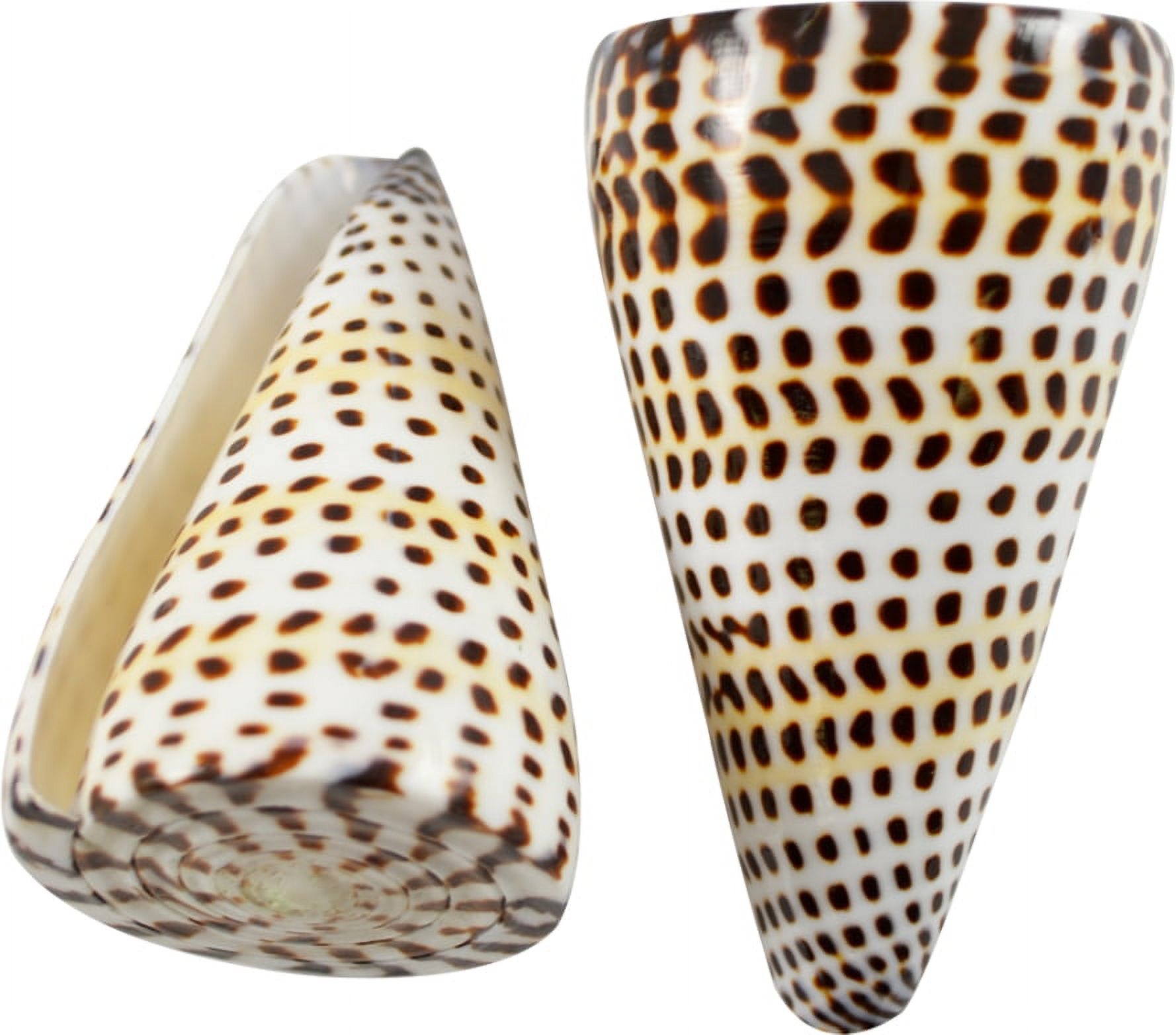 5 Conus Litteratus Seashells 2-3" (Set of 5) - Walmart.com