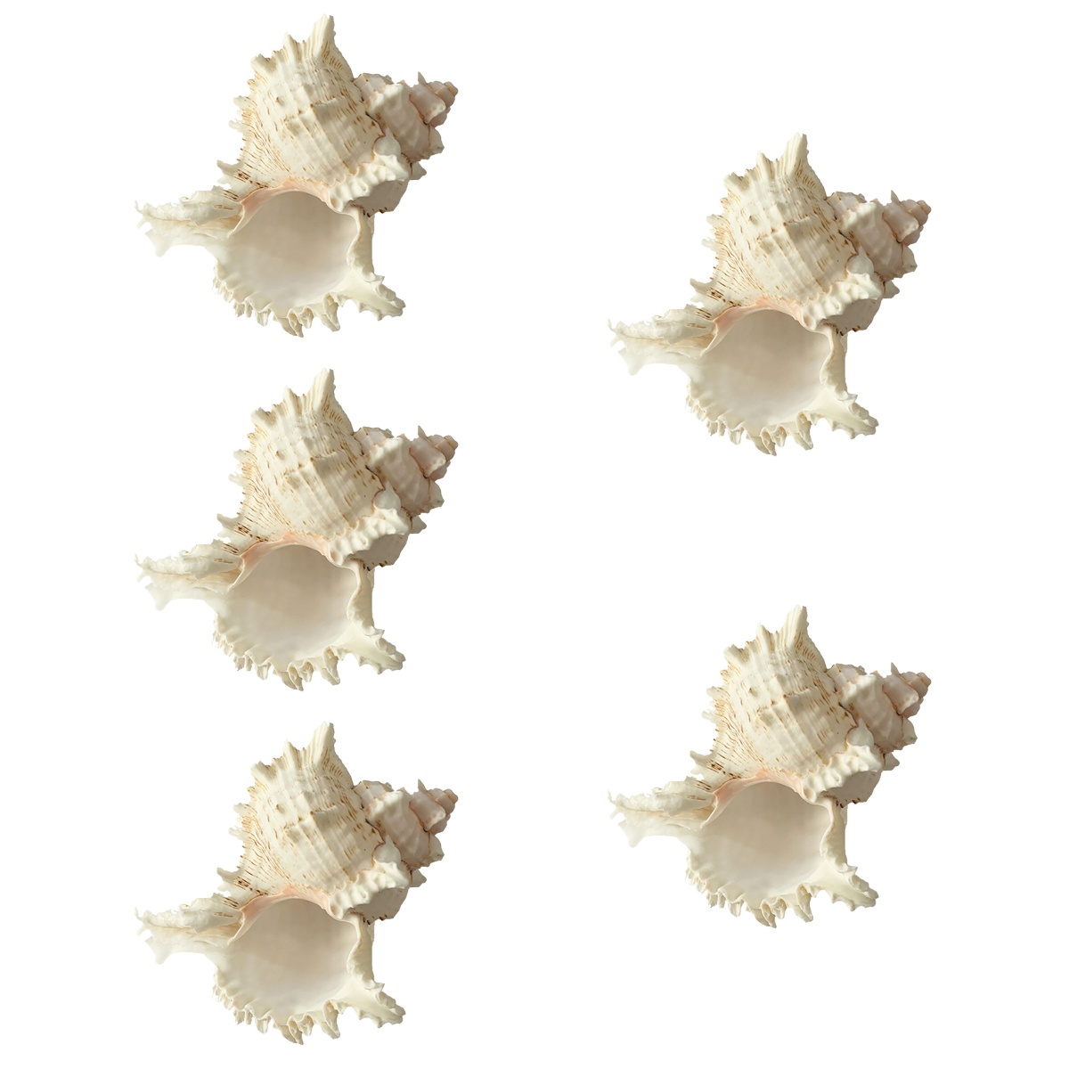 5 Count Natural Conch Fish Tank Accessories Sea Shells Figurines Beach ...