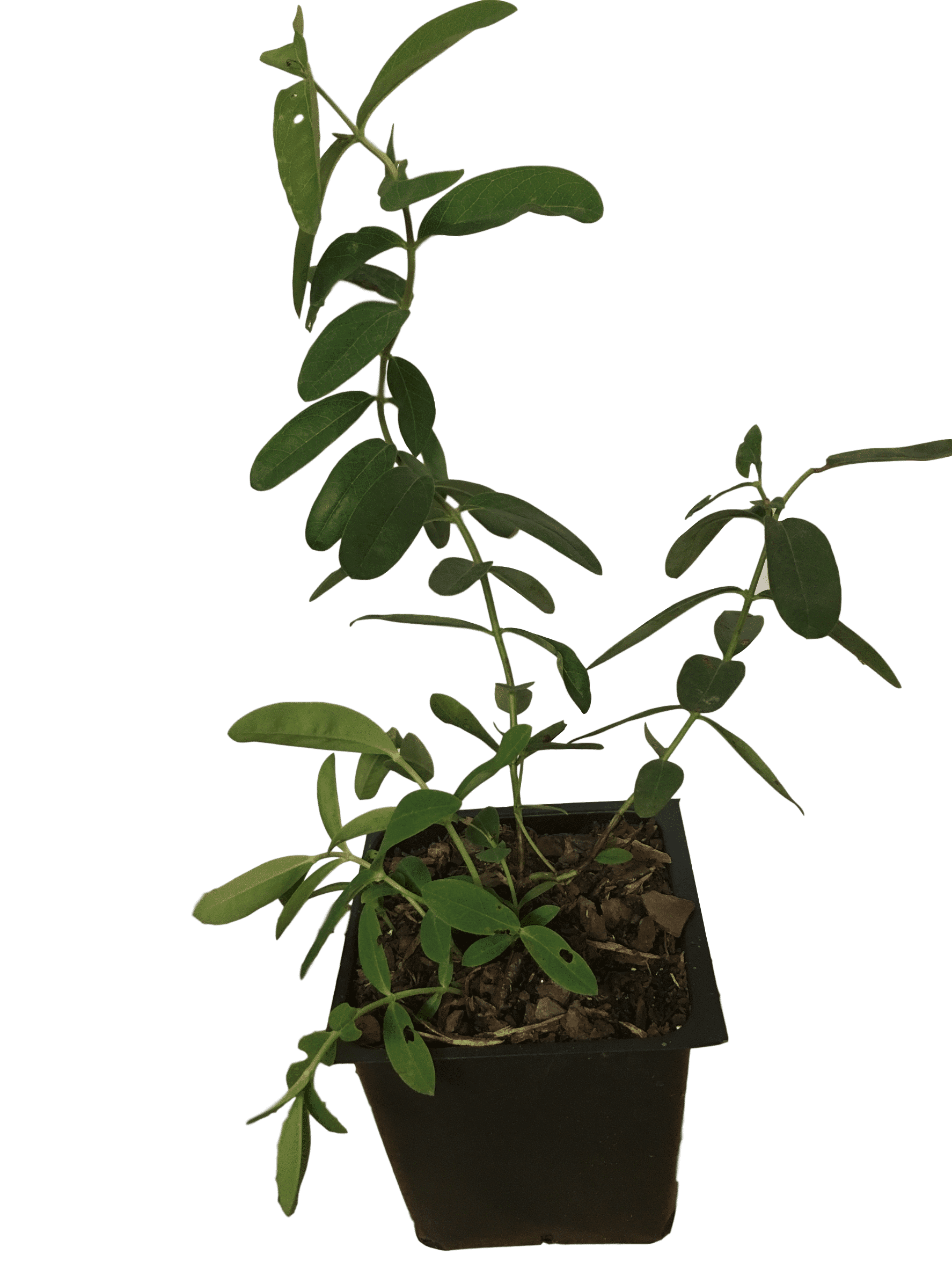5 Creeping St Johns Wort, Aaron's Beard, Hypericum Calyinum in 4 Inch ...