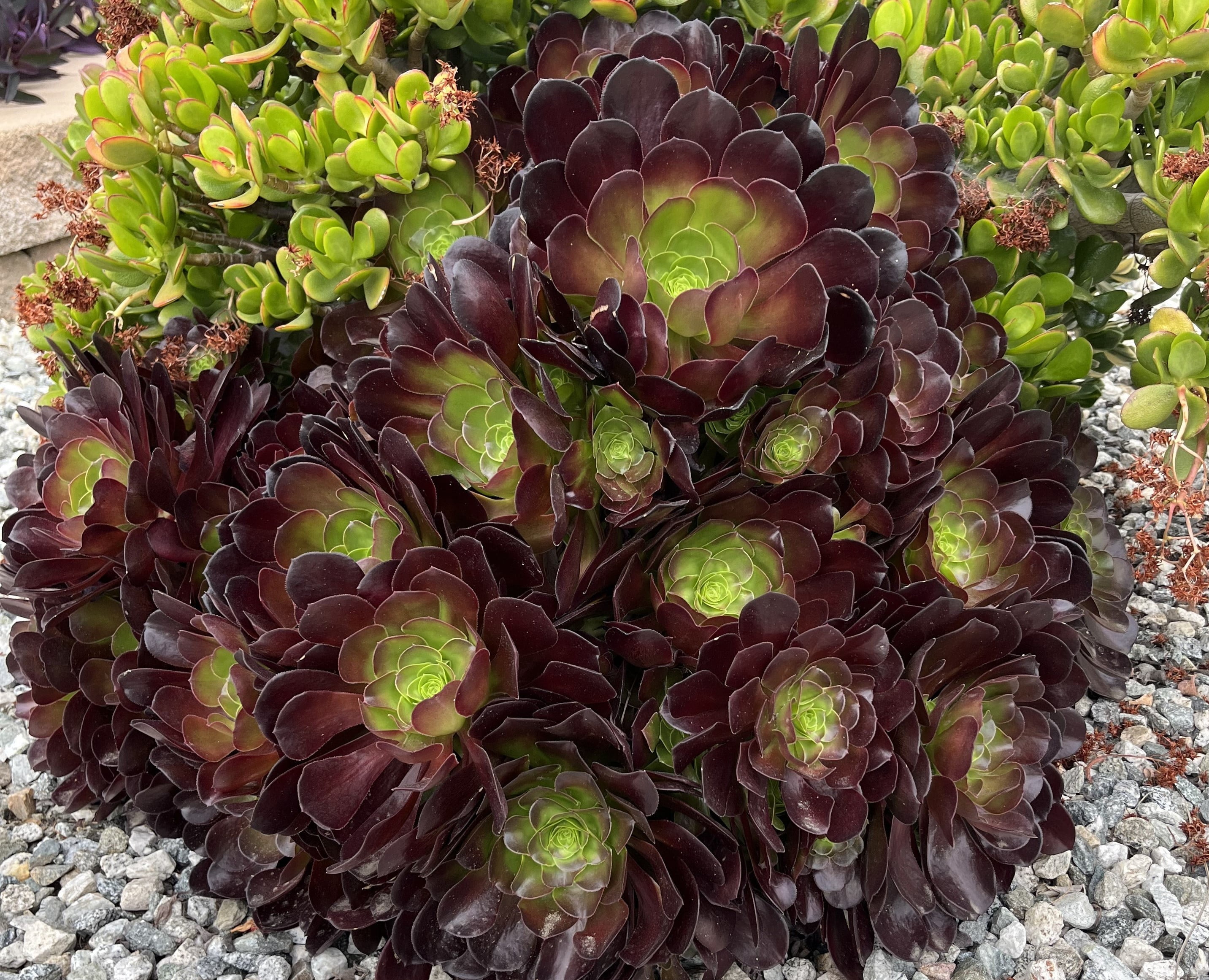 5 Cuttings Black Rose Aeonium Arboreum Zwartkop Succulent cactus Plants ...