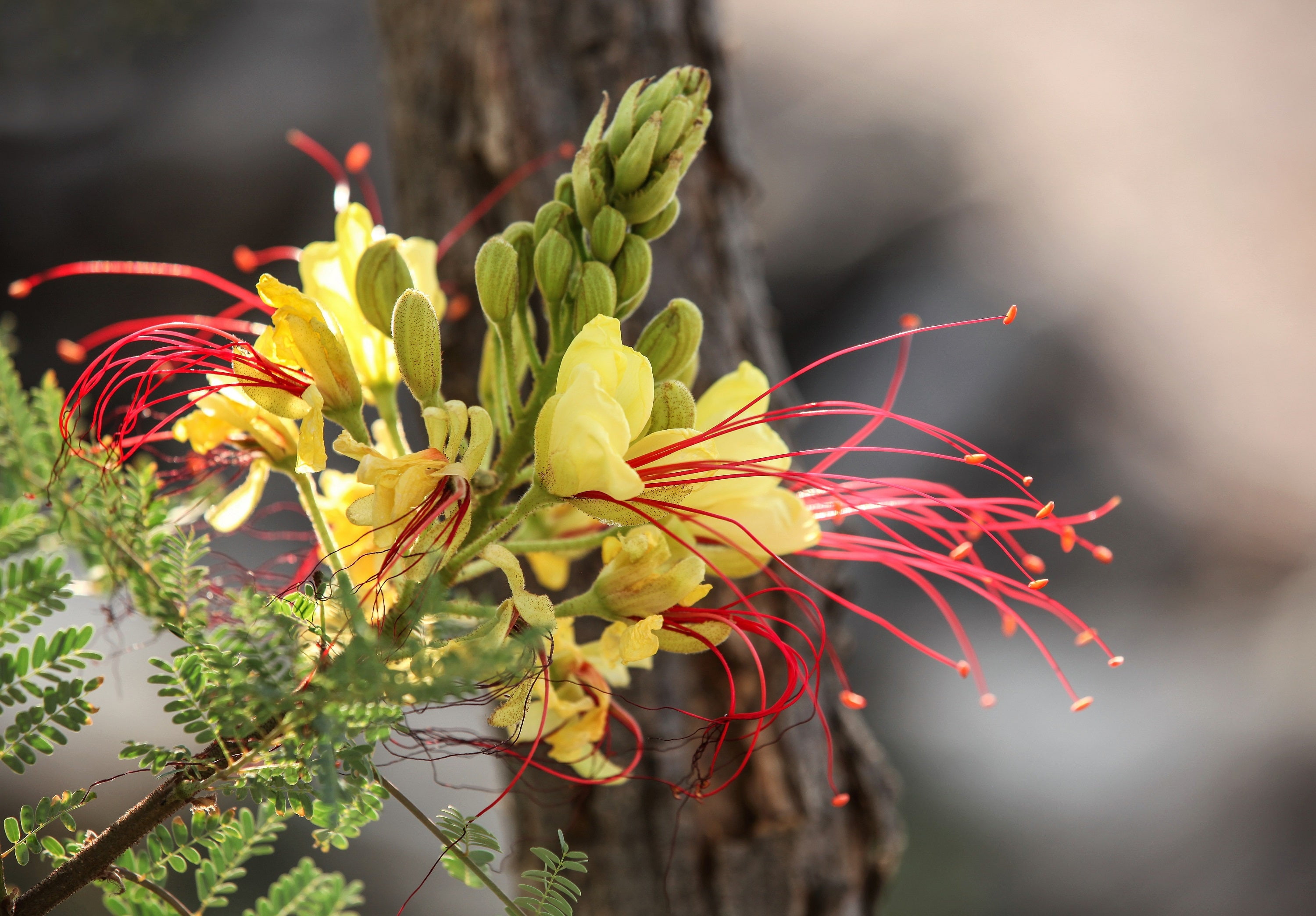 Caesalpinia Gilliesii