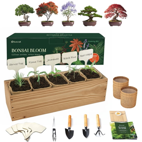 Bonsai Tree Gift Kit