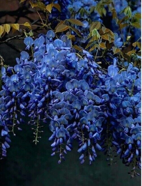 5 Dark Blue Chinese Wisteria Seeds Vine Climbing Flower Perennial Rare ...