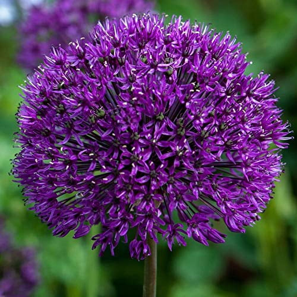 5 Dark Purple Allium Bulbs - Blooming Onion, Perennial Garden Flower ...