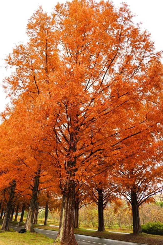 5 Dawn Redwood Tree Seedlings for Planting - Grow Giant Redwood Trees ...