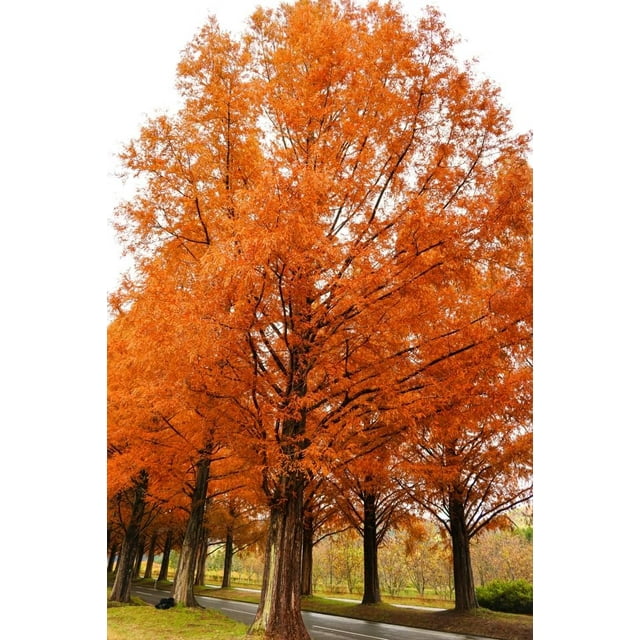 5 Dawn Redwood Tree Seedlings for Planting - Grow Giant Redwood Trees ...