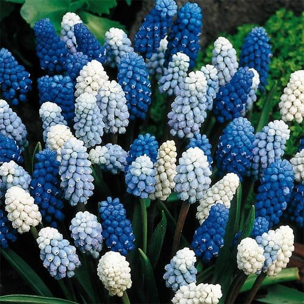 5 Delft Blue Grape Hyacinth Mix - Muscari - Exotic Spring Flowers, Sure ...