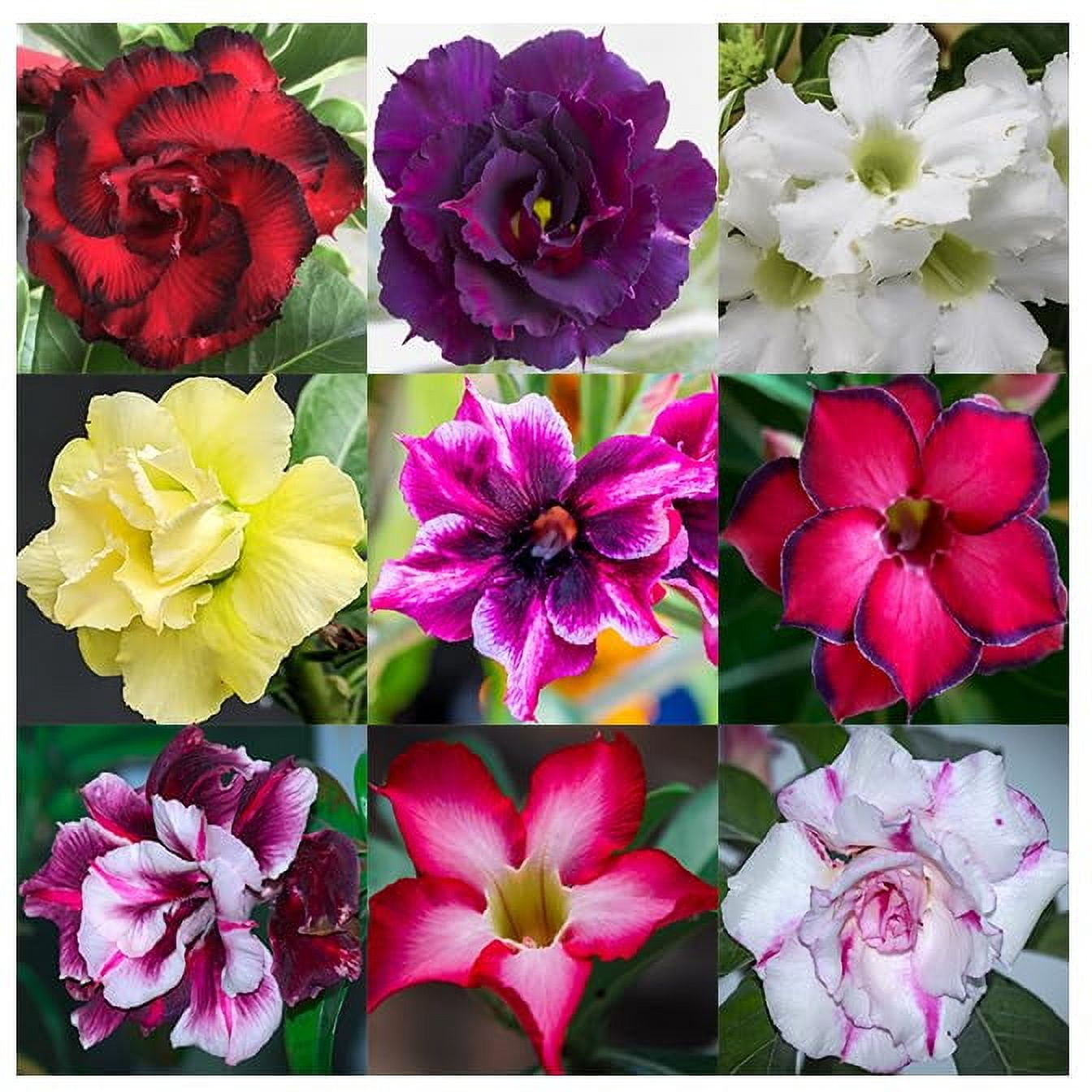 5 Desert Rose Seeds for Planting BSL1 Mixed Color Ready to Grow Adenium ...
