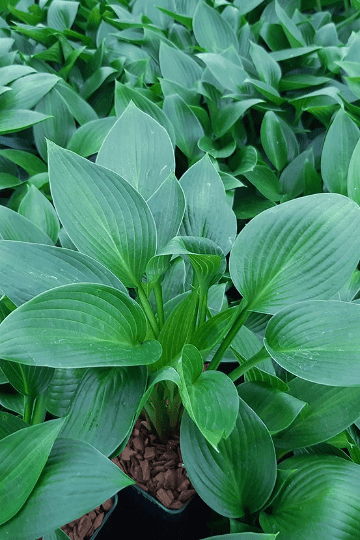 5 Devon Green Hosta Bareroot Plants - Walmart.com