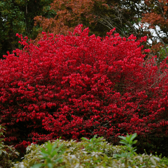5 Dwarf Burning Bush Plant Live, 4 to 10 Inches Tall Bare Roots, Live ...
