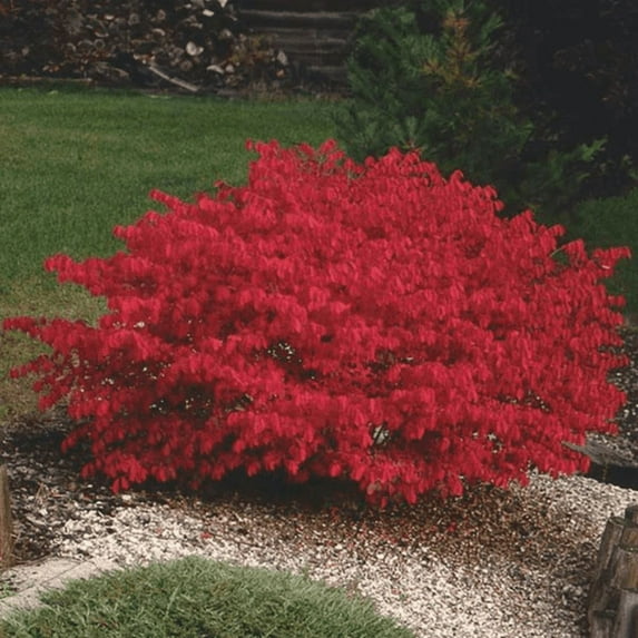 5 Dwarf Burning Plant Live, Dwarf Burning Bush Plant for Outdoor ...