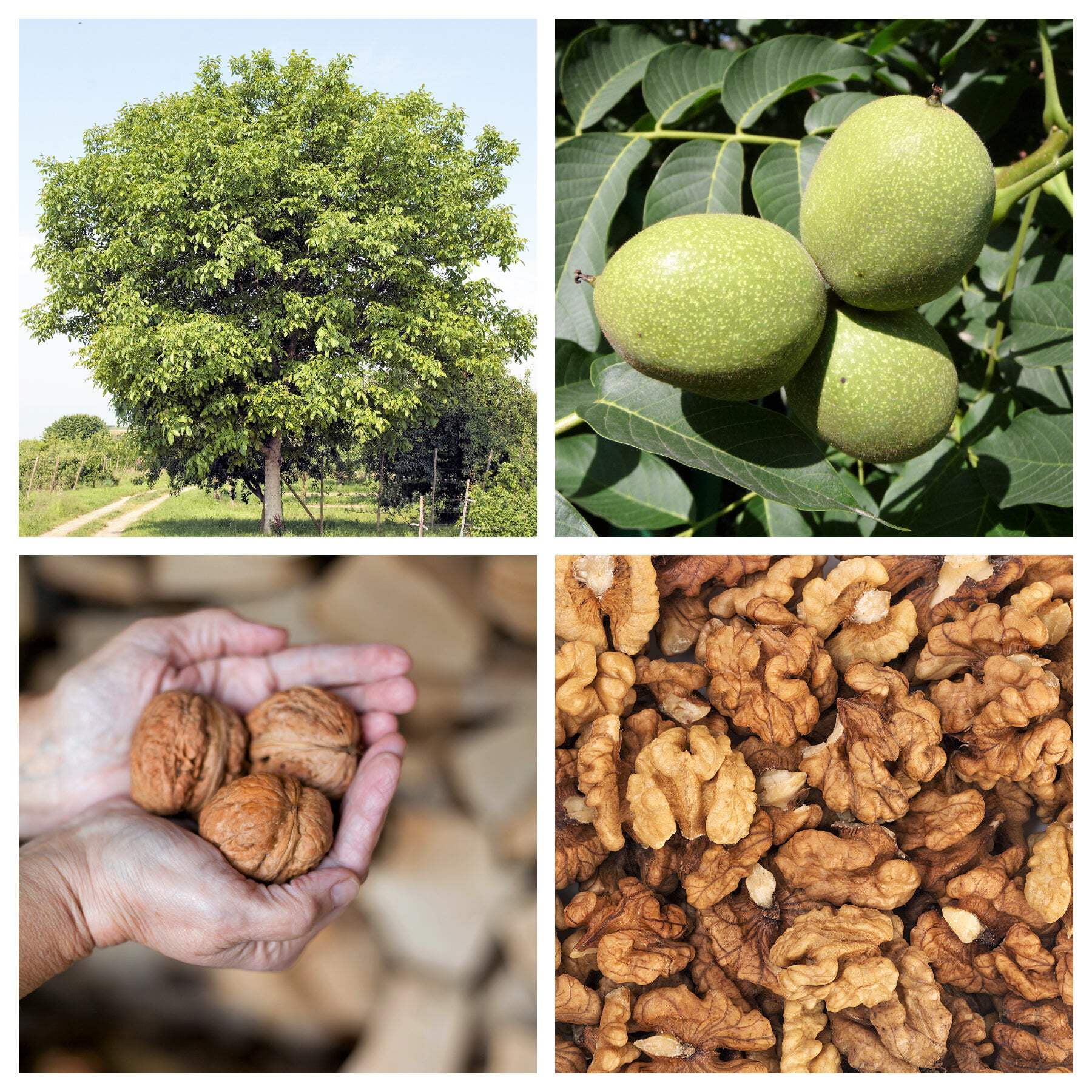 English Walnut Seeds, Common Hardy Carpathian Persian Nut Tree, Juglans ...