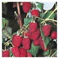 LIVE Everbearing Hardy Red Raspberry Plants, 5 Lrg 2yr Bare Root Canes ...