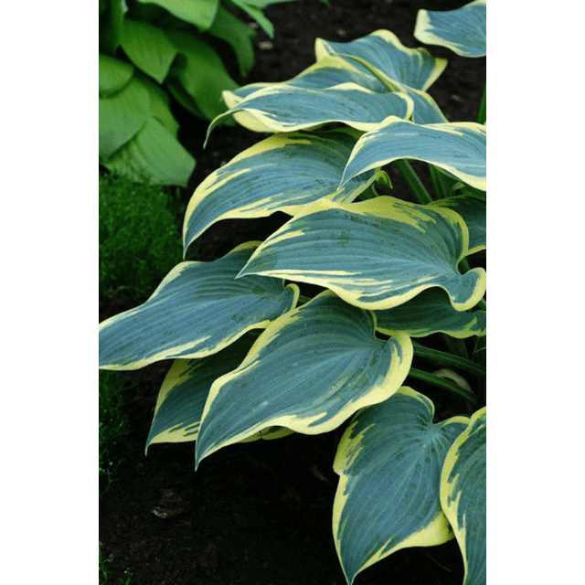 5 First Frost Hosta Bareroot Plants - Walmart.com