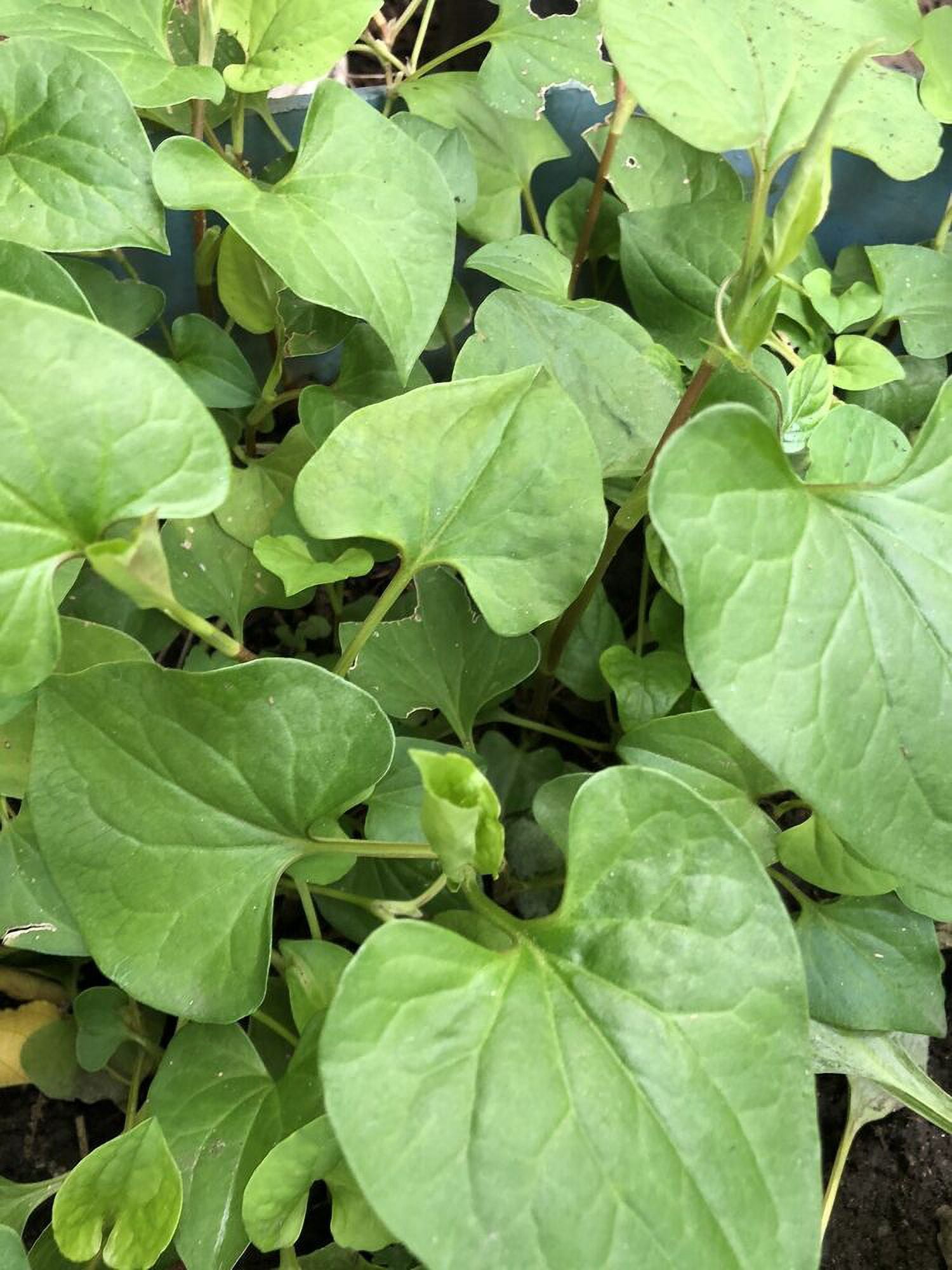 5 Fish Mint Houttuynia Cordata Chameleon Diếp Cá antiviral live plant ...