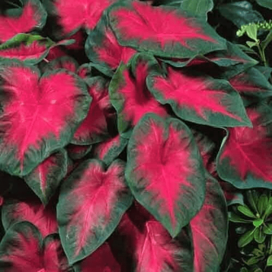 5 Frieda Hemple Caladiums Bulbs - Walmart.com
