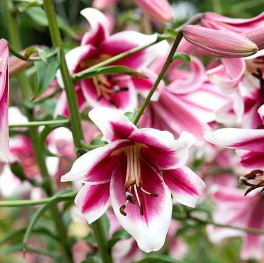 5 Frisco Lily Oriental Trumpet Bulbs - Walmart.com